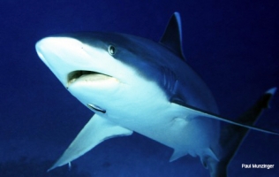 Shark Researcher Dr. Erich Ritter Deceased